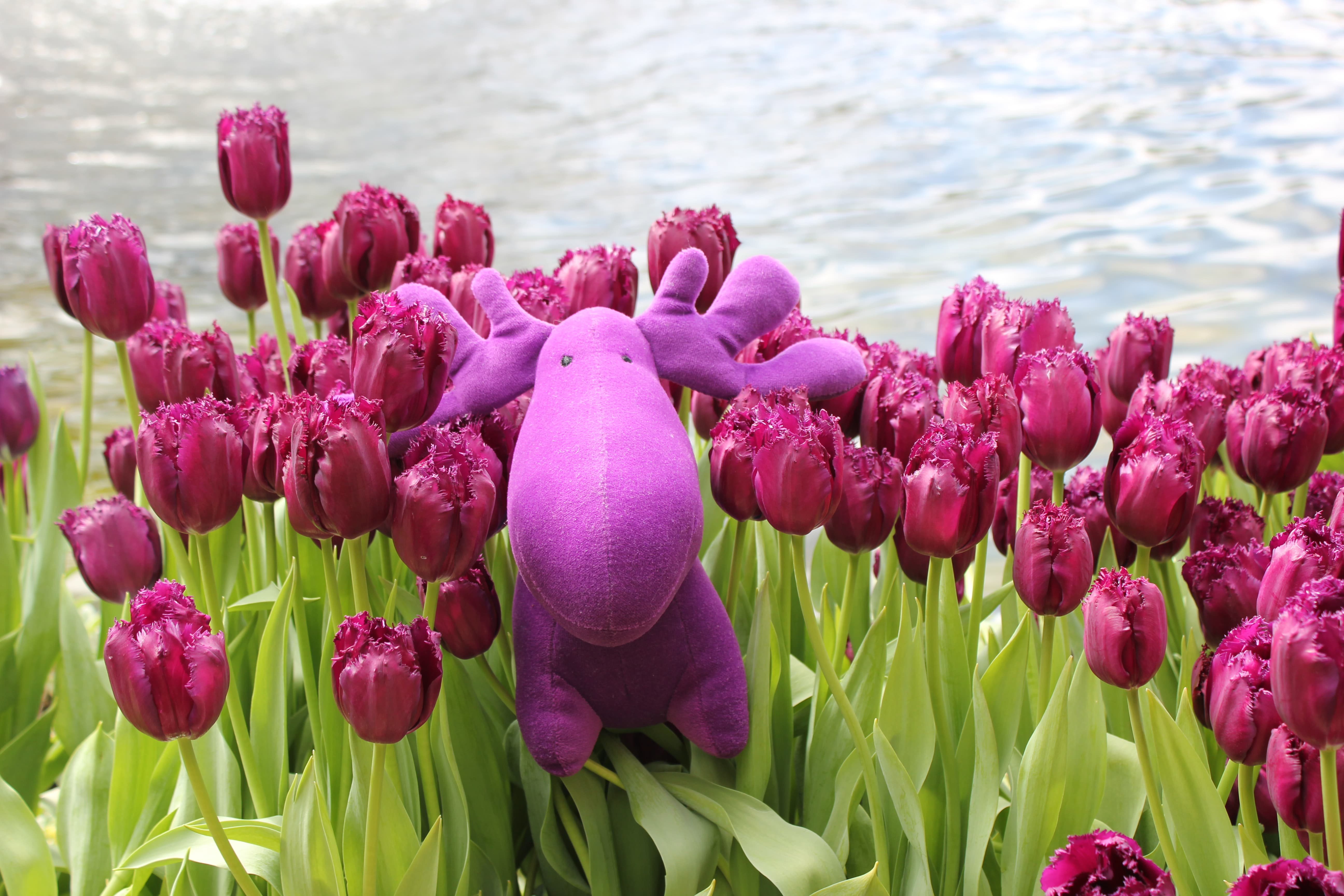 About | Purple Moose Tales